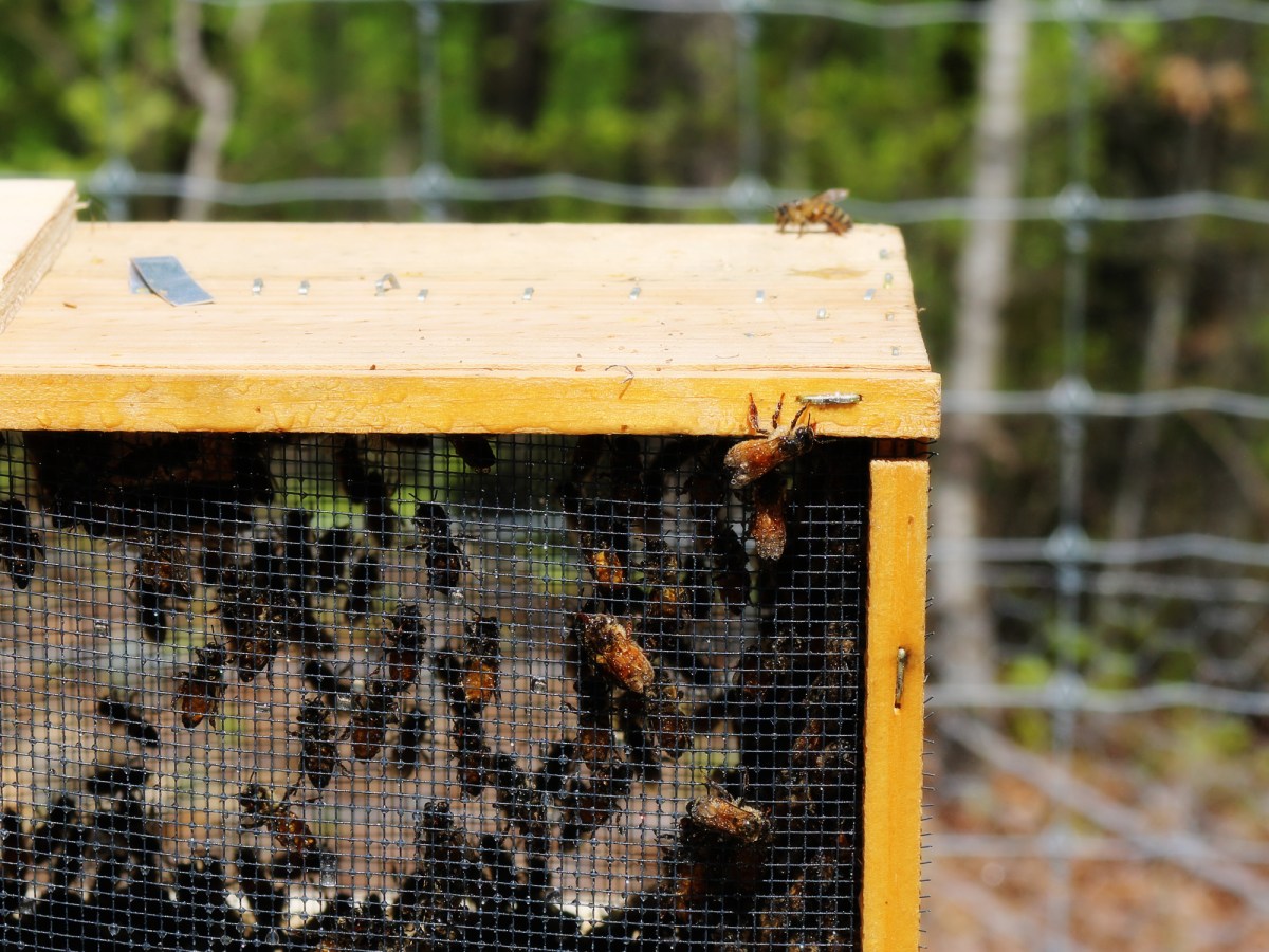 Mail Order Bees – Rejoice for the Day