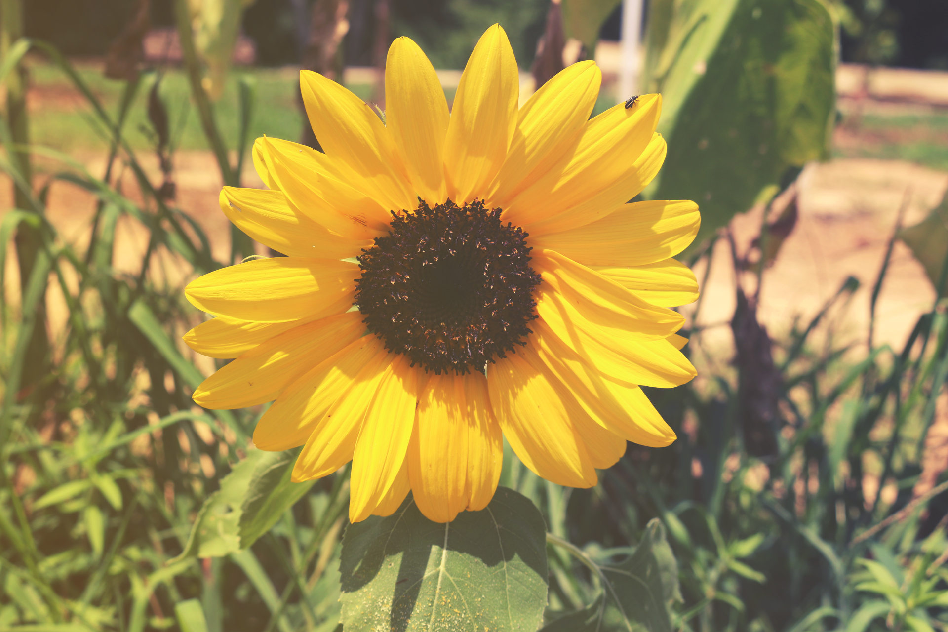 Three More Weeks – Rejoice for the Day